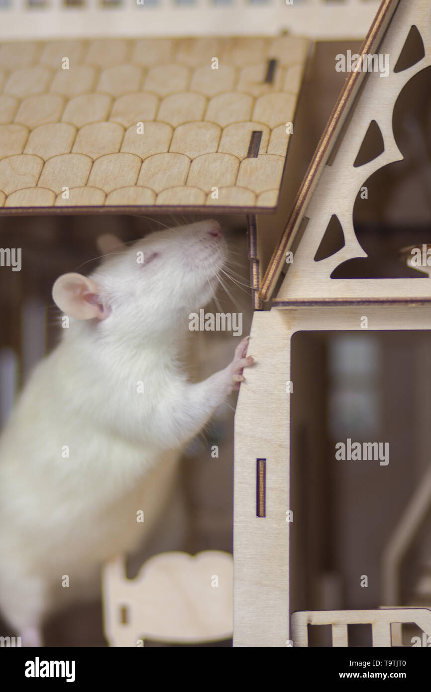 The concept of smell. The white rat sniffs. The mouse closed his eyes ...