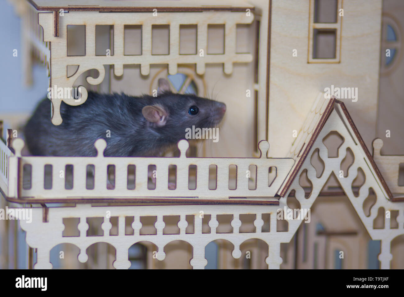 The concept of the mouse Kingdom. A gray rat in a wooden house. Rodent ...