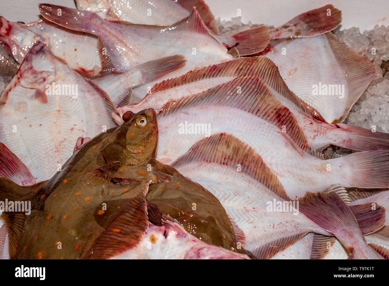 Landed seafood hi-res stock photography and images - Alamy