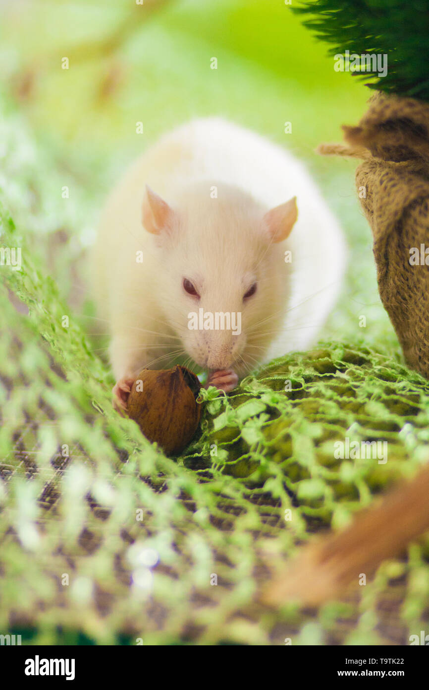 Rat favorite food hi-res stock photography and images - Alamy