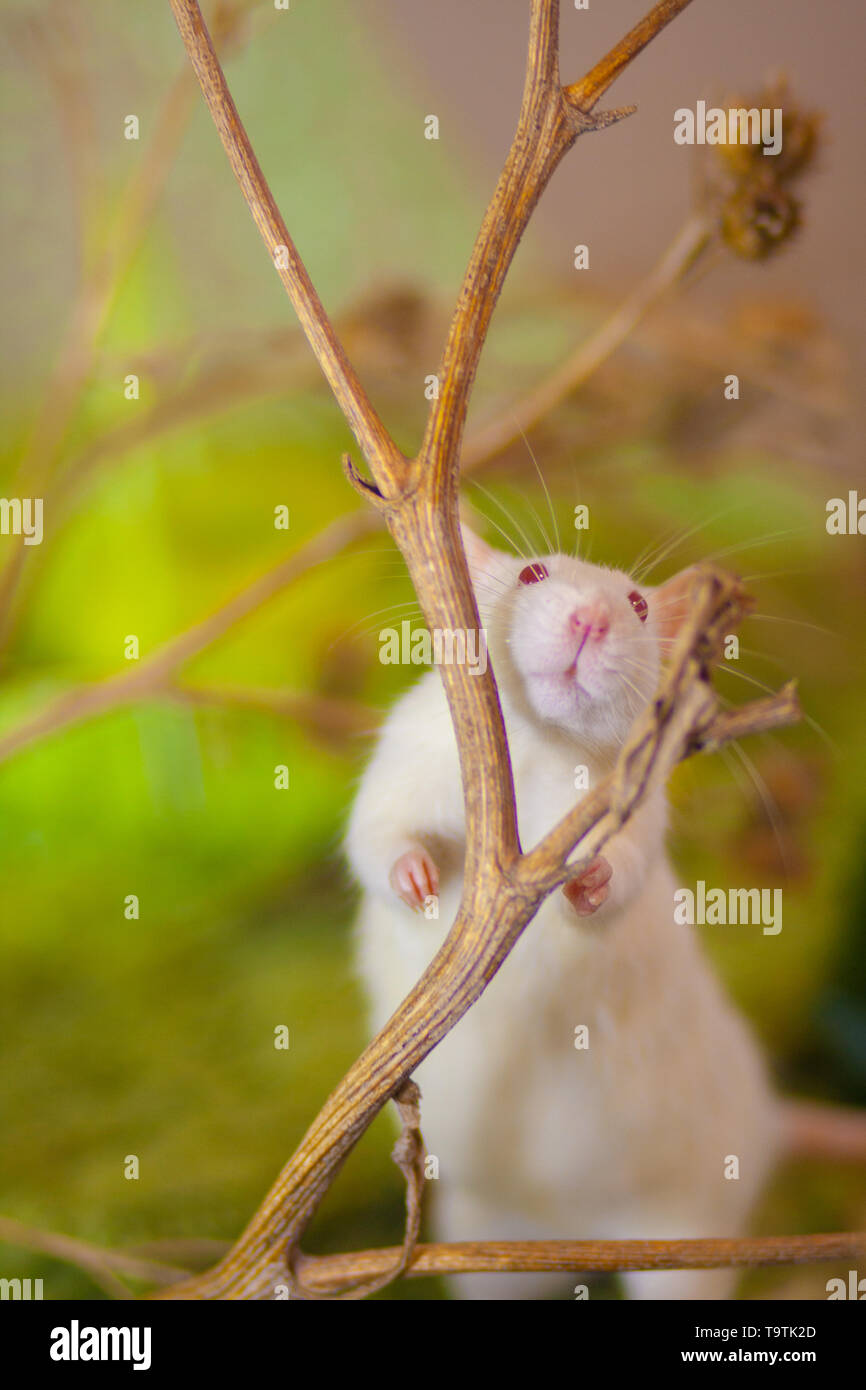 The concept of a fairy tale. Mouse is like a fairy tale hero. A white ...