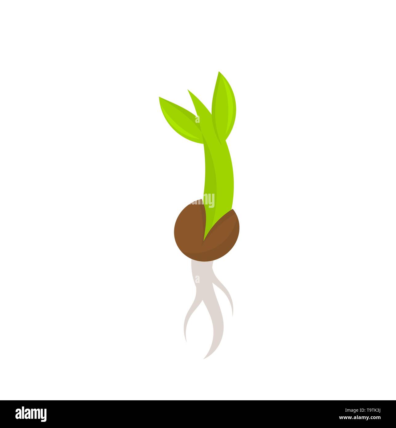 Young plant seedling germination. Vector illustration Stock Vector ...