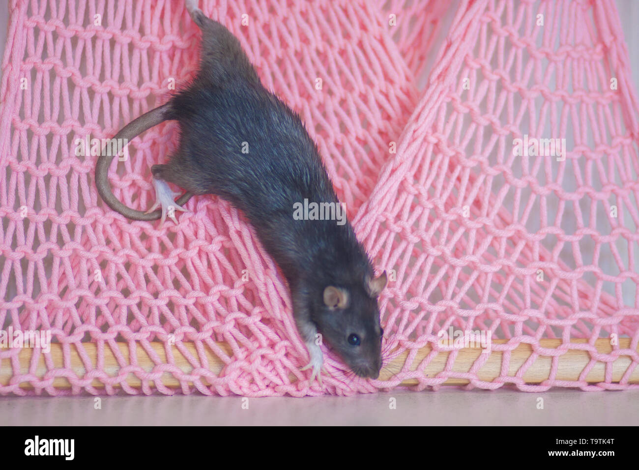 The concept of a trap. The rat got caught in the net. A gray rat in a ...