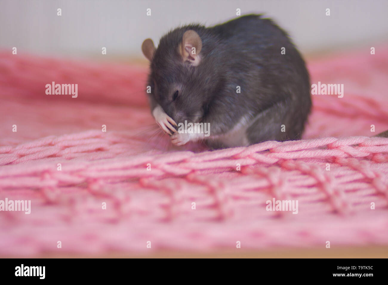 The concept of runny nose. Rat scratching his nose. Mouse sneezes. The ...