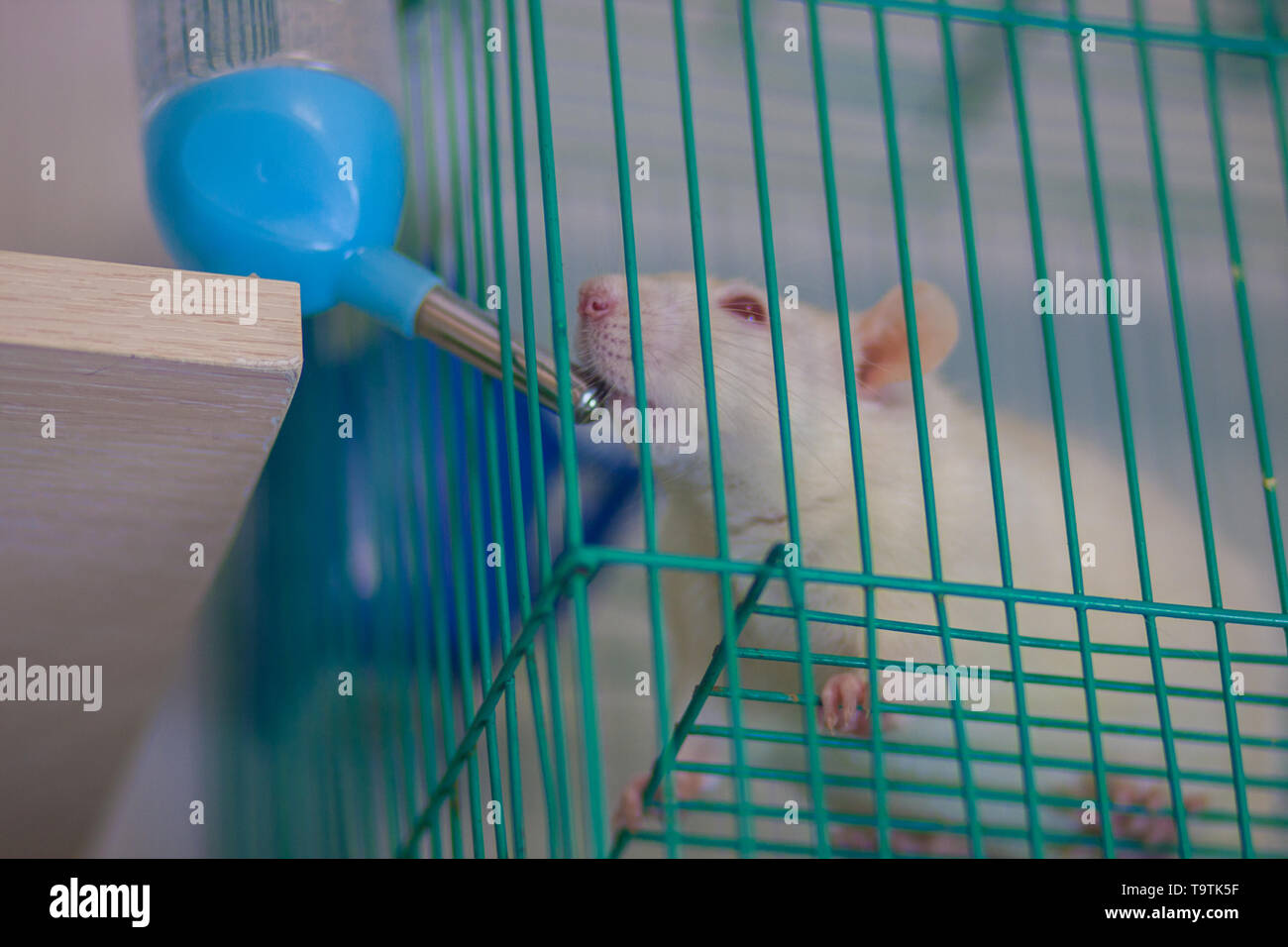 Mouse drinking water in cage hi-res stock photography and images - Alamy