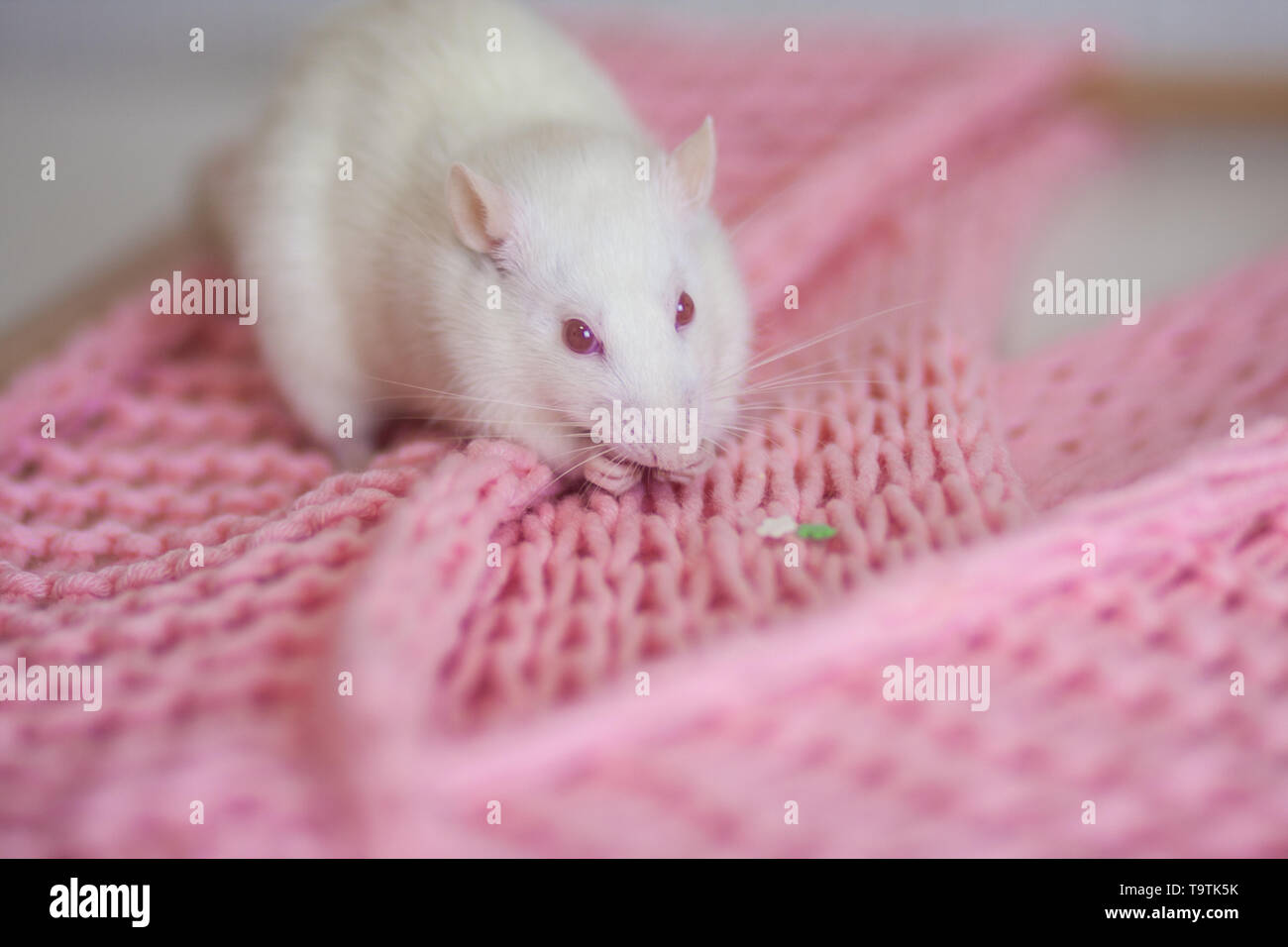 The concept of fashion. The pink color of the season. White rat on pink ...