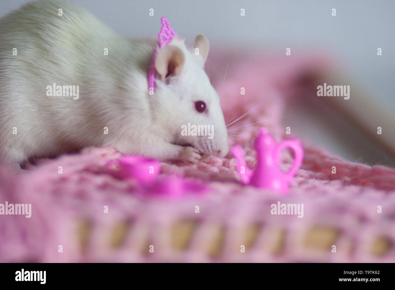The concept of mouse tea party. Rat drinks tea. White mouse playing ...
