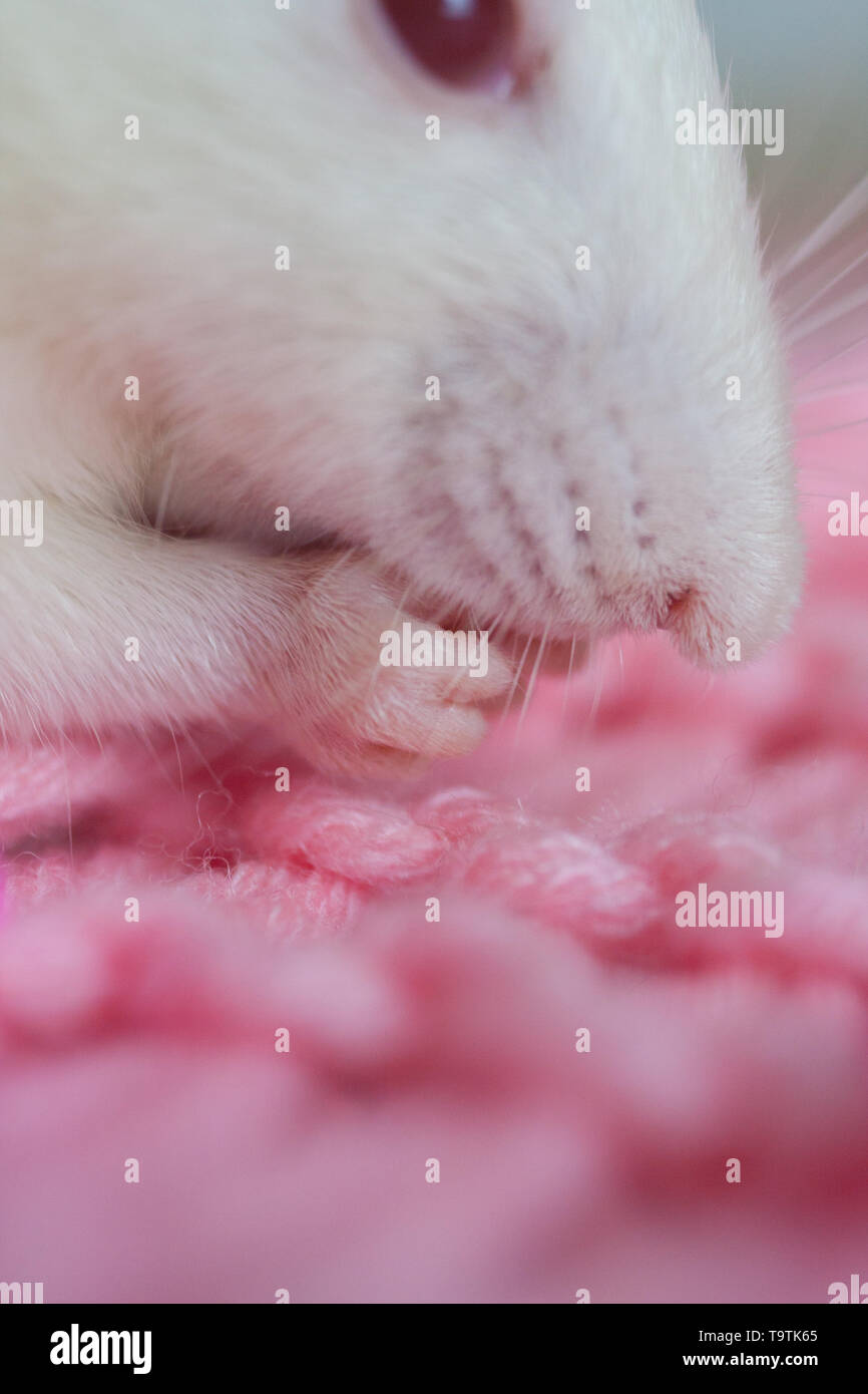 White rat close-up. The mouse eats. Rodent on pink background. The ...
