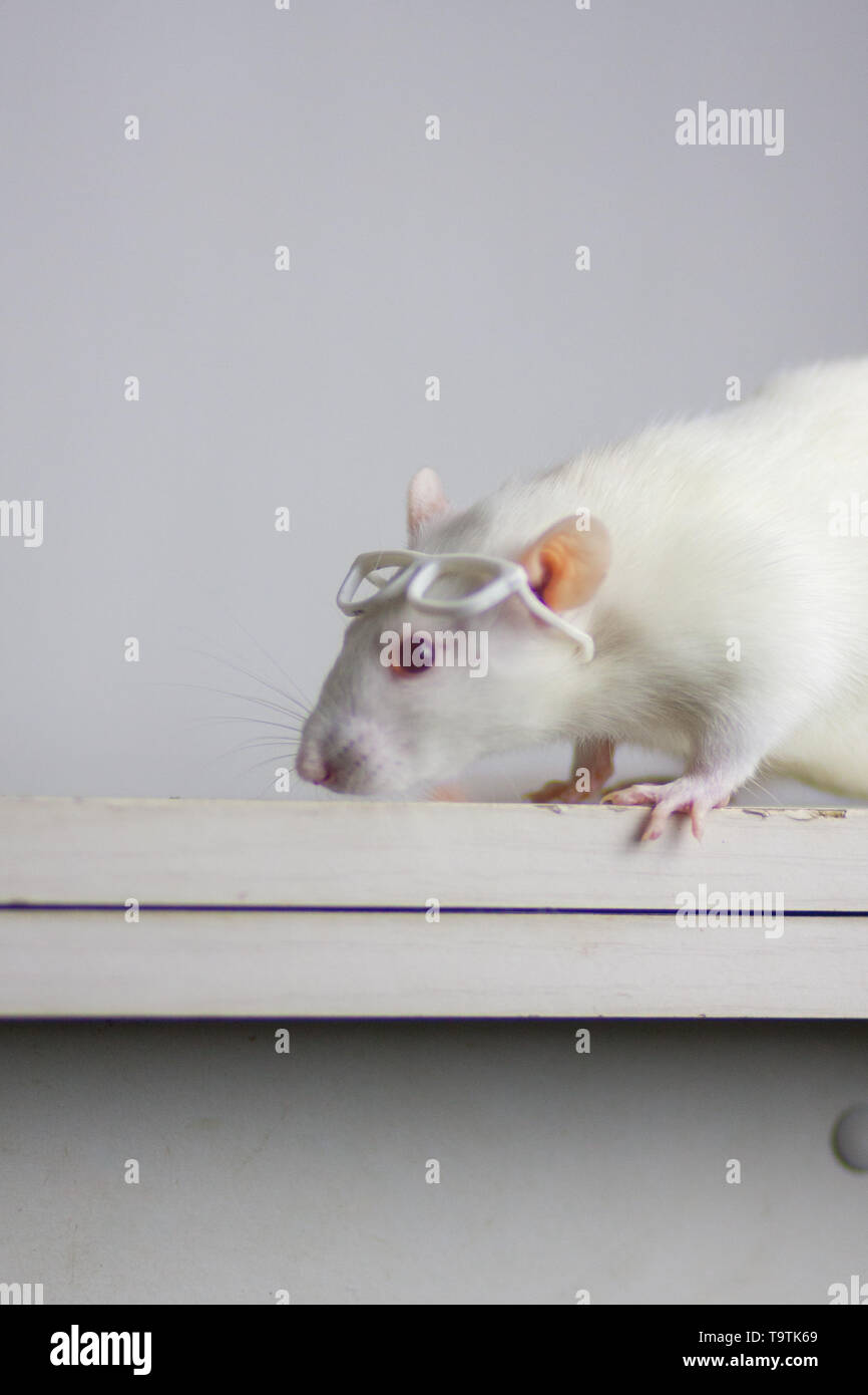 The concept of poor eyesight. Mouse with glasses. White rat with ...