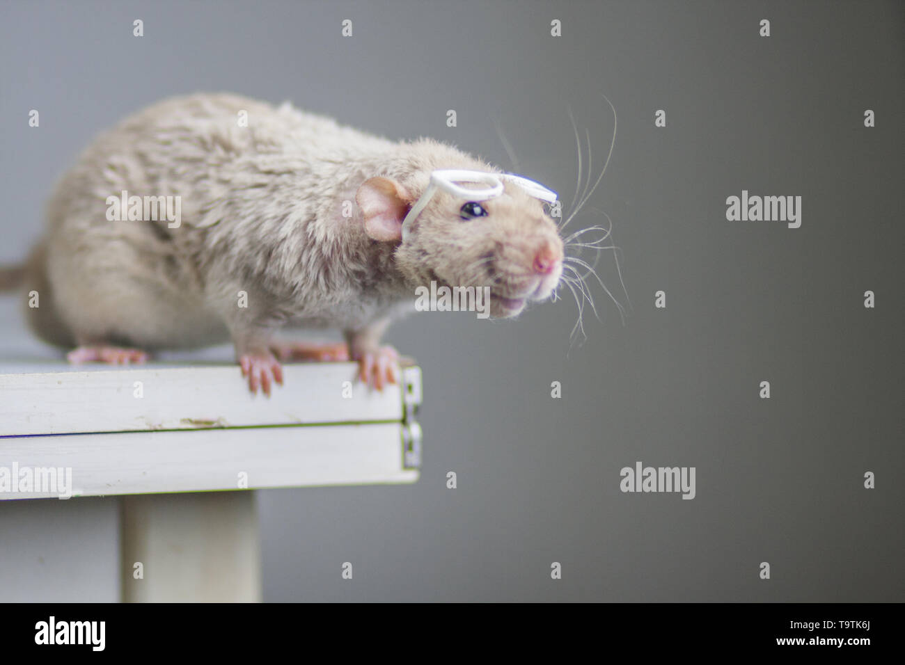 Rat poison warning sign hi-res stock photography and images - Alamy