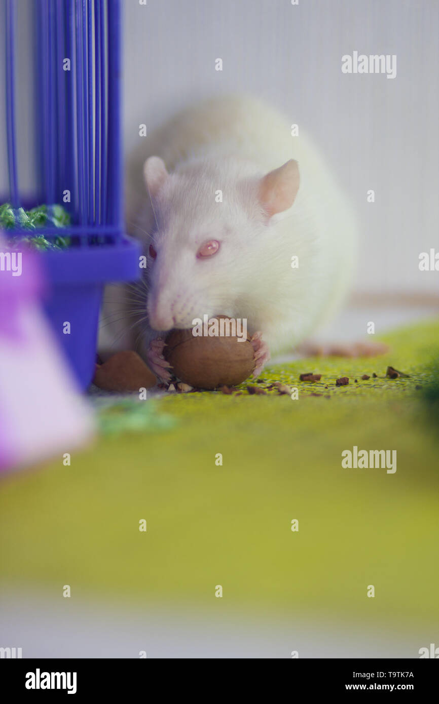 The concept of dentistry. Sound teeth. Mouse nibbles nuts. Rodent with ...