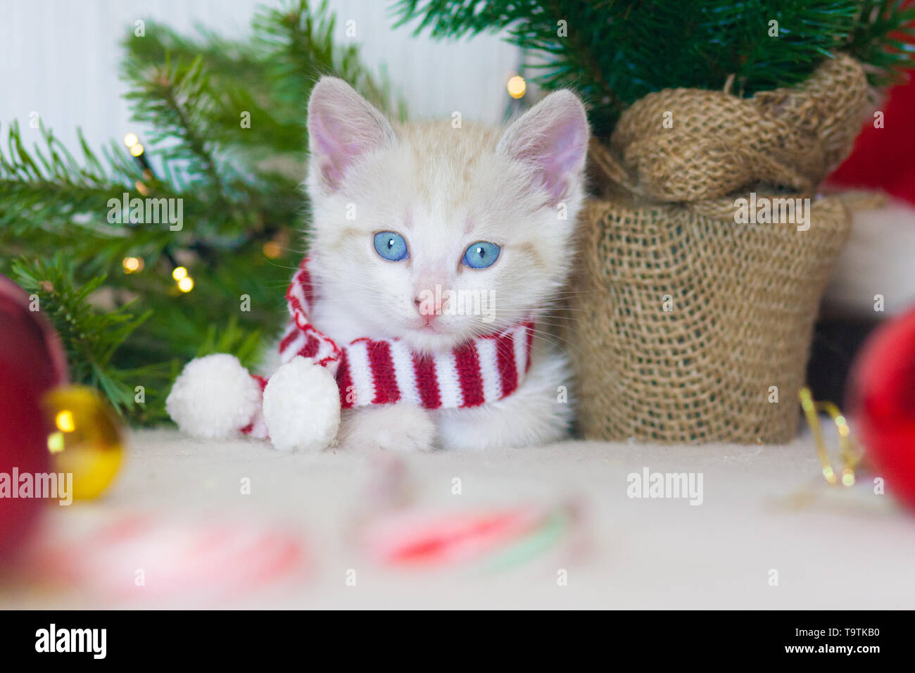 New year kitten. Cat in a scarf on the background of the tree. Cat ...