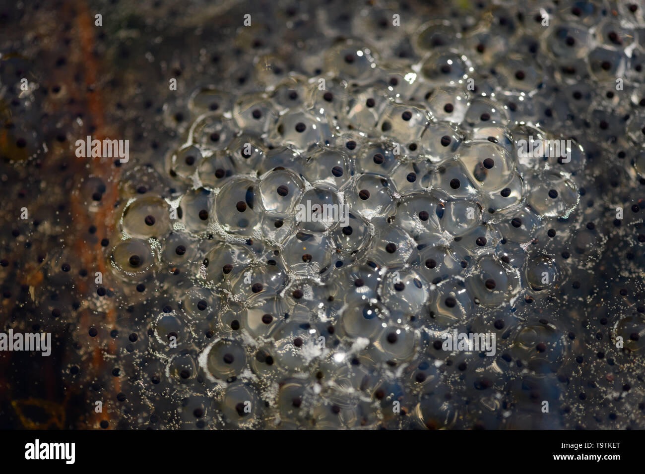 The frog caviar (Rana temporaria) is in water, the close-up Stock Photo ...