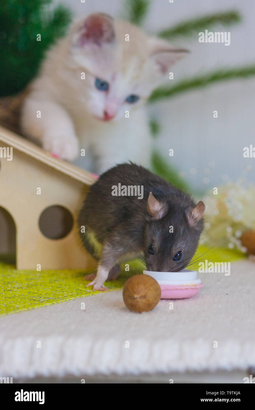 The concept of hunting. The cat is watching the mouse. Kitten hunt for ...