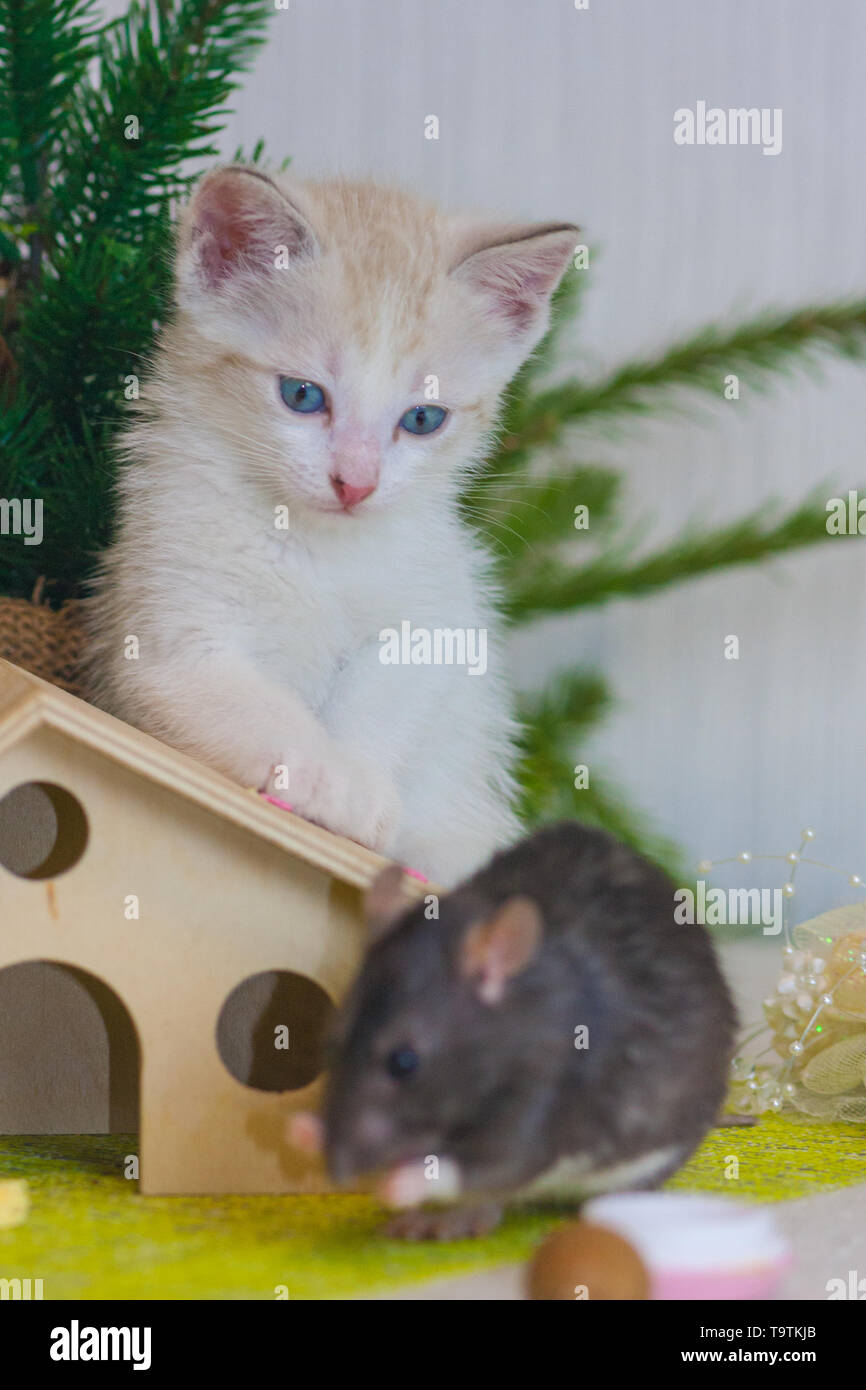 The concept of observation. Cat hunts a mouse. The kitten is watching ...