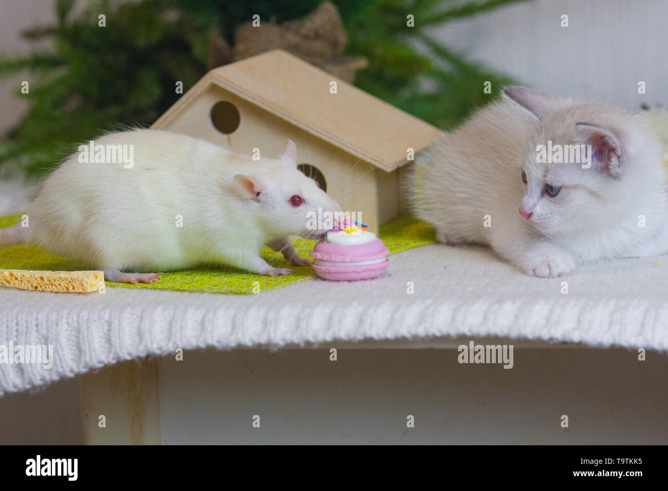 The cat looks at the eating mouse. The rat eats cake. White kitten ...