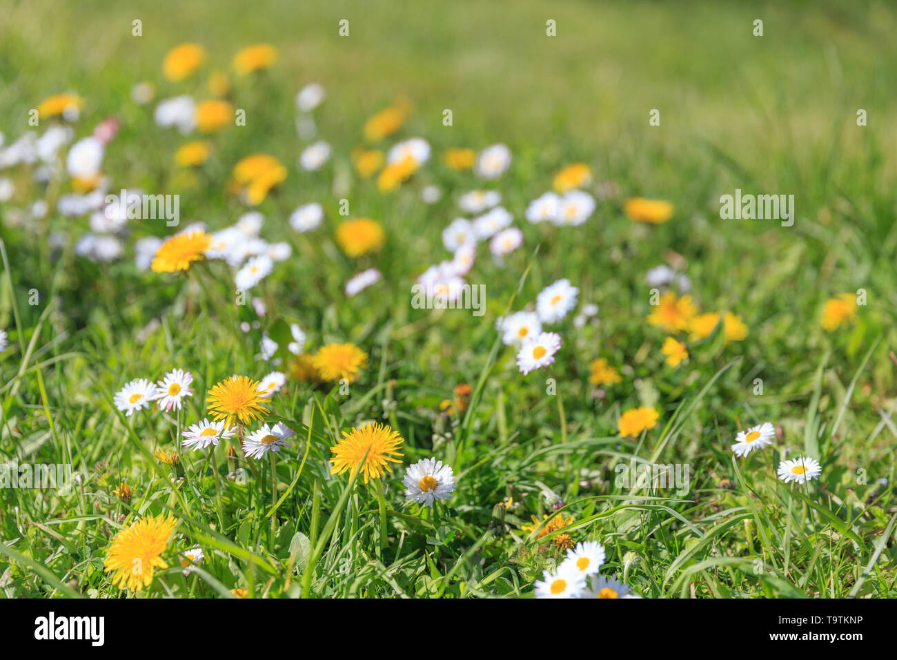 Dandelion daisies hi-res stock photography and images - Alamy