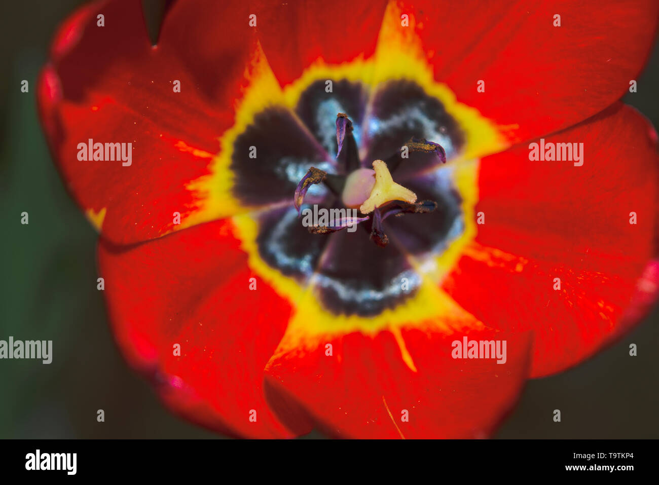 Black pollen hi-res stock photography and images - Alamy