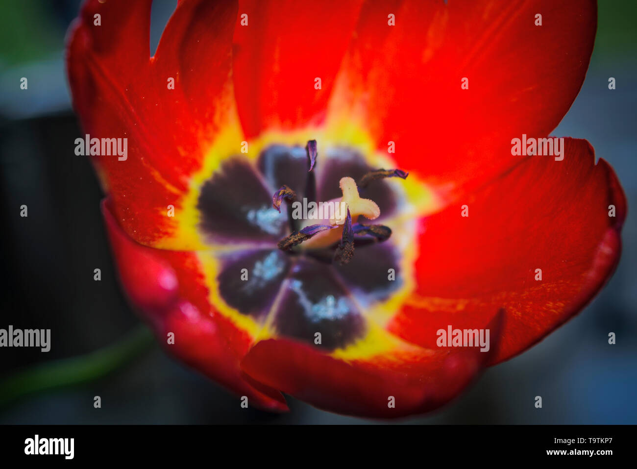 Red pollen grains hi-res stock photography and images - Alamy