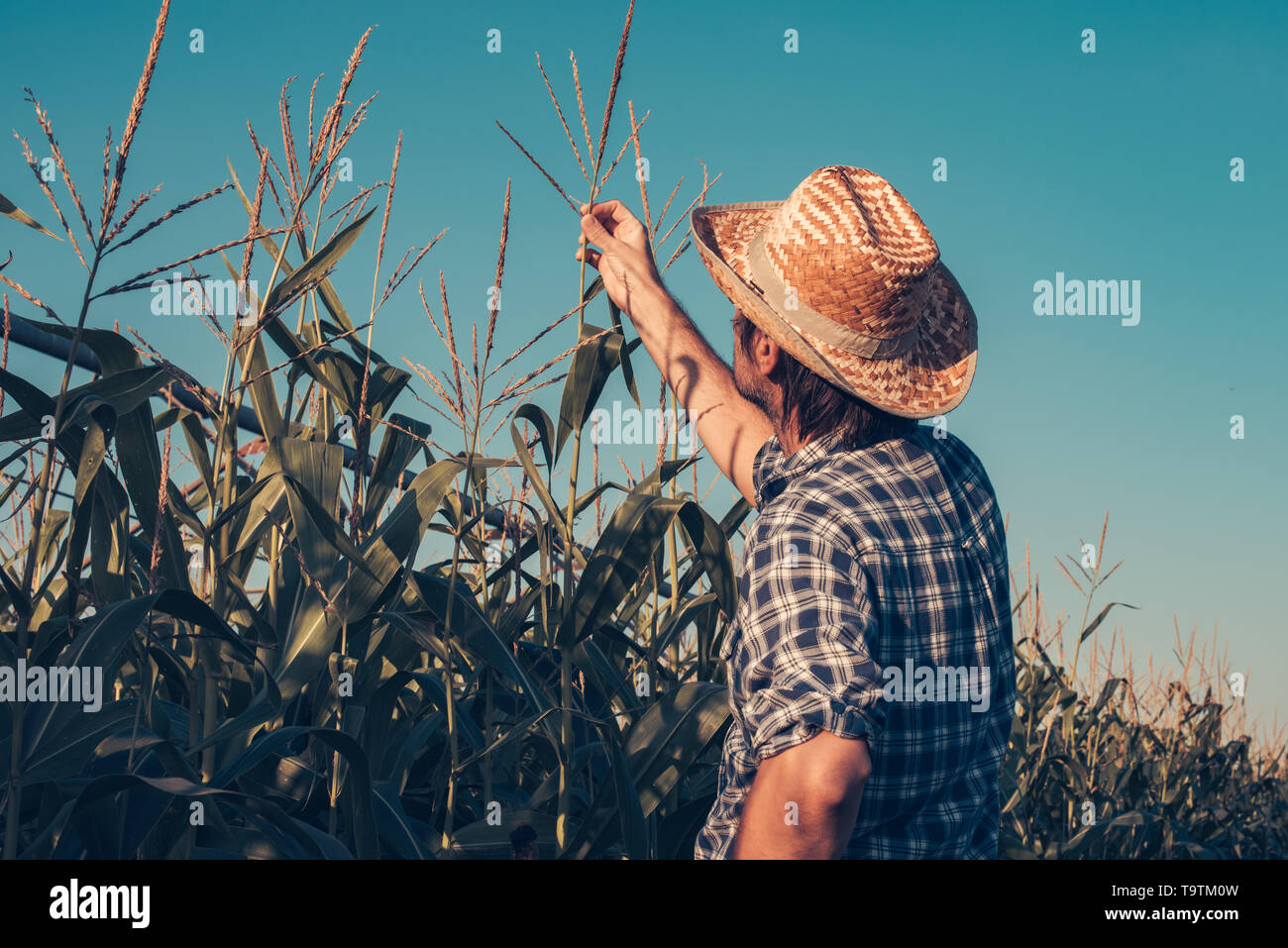 Farmer inspecting corn tassel in cultivated field Stock Photo - Alamy
