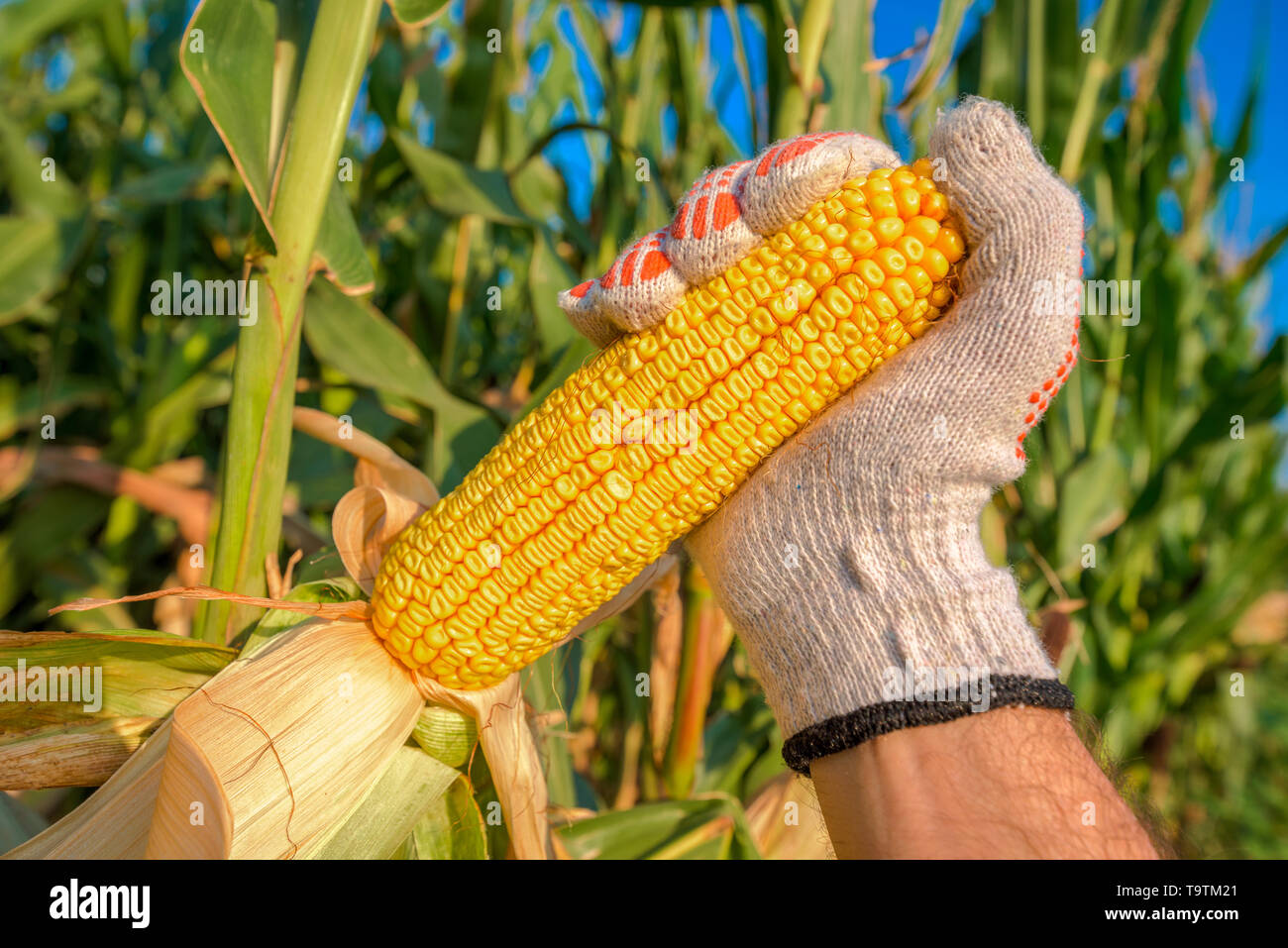 Farmer hand picking ripe corn on the cob in cultivated field during ...