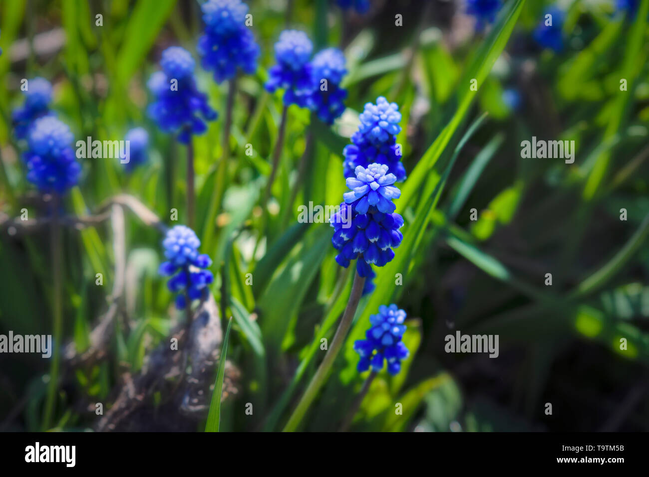 Bouquet of single hyacinths hi-res stock photography and images - Alamy