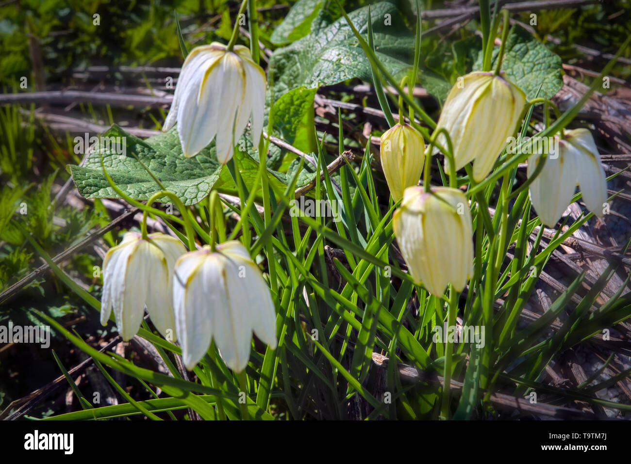 Bells form hi-res stock photography and images - Alamy