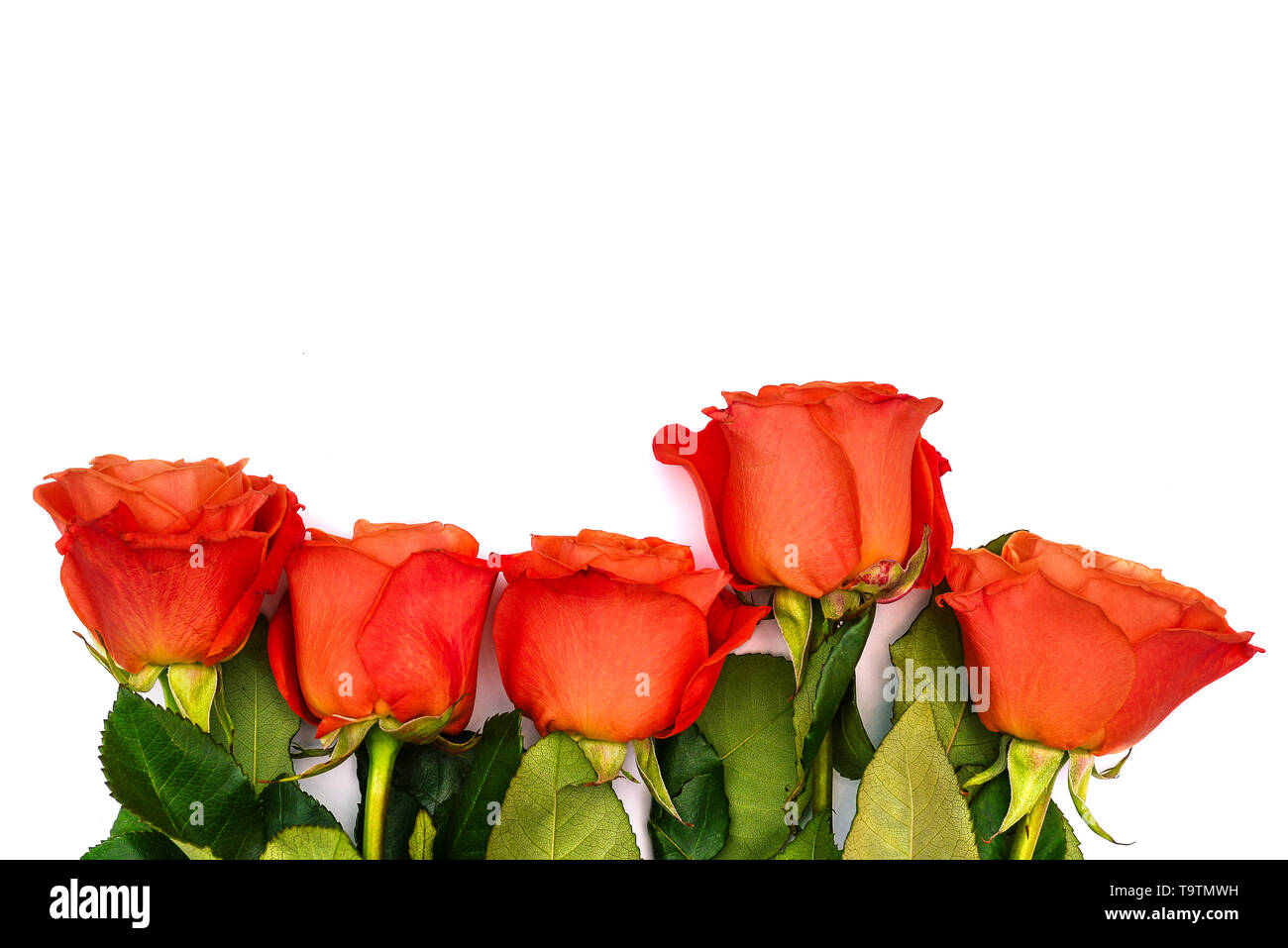 Five red roses on a white background. Colorful roses with green leaves ...