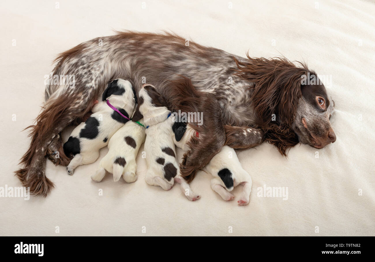 Female dog hi-res stock photography and images - Alamy