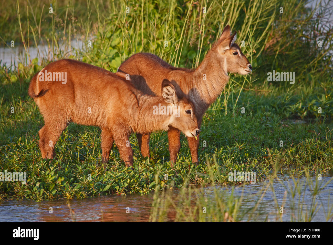 Waterbuck wilderness hi-res stock photography and images - Alamy