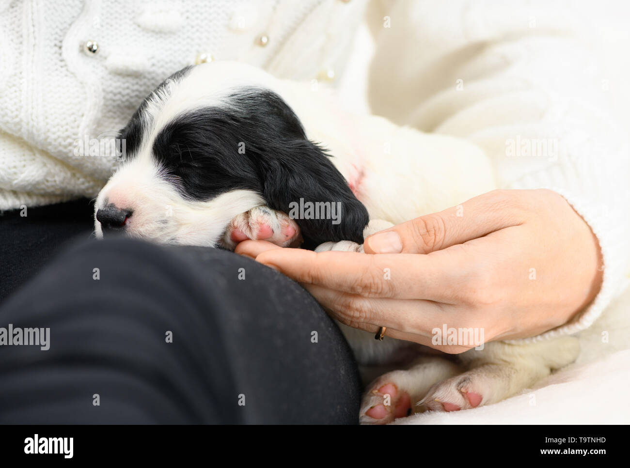 One little puppy is sleeping on its owner's lap. The caucasian woman is ...
