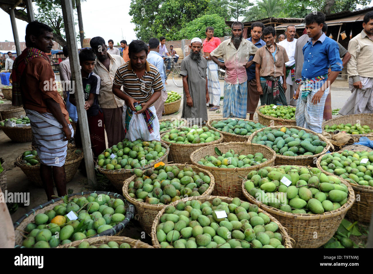 Dhaka, Bangladesh - May 31, 2011: Baneshwar wholesale mango market in ...