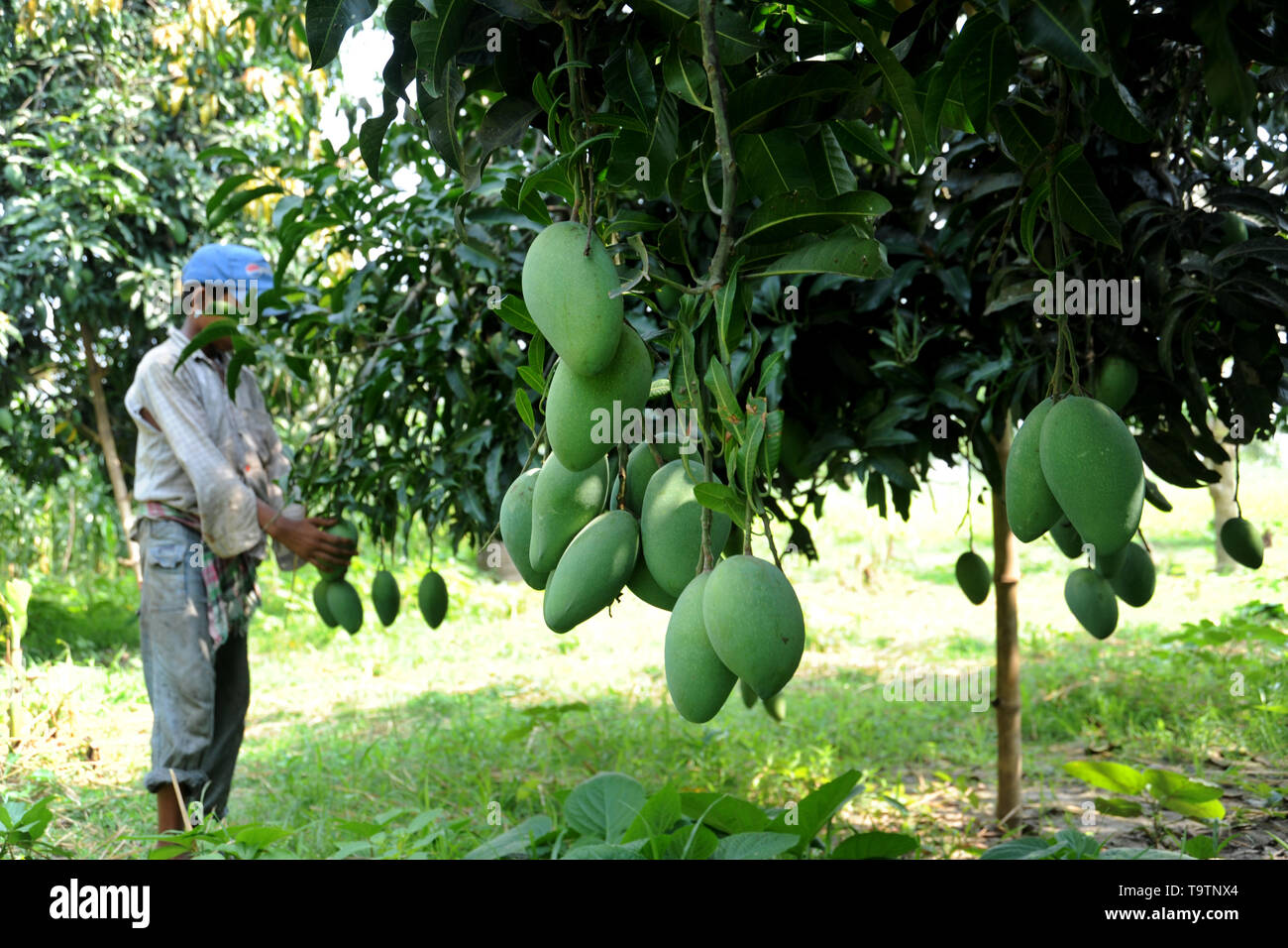 Dhaka, Bangladesh - May 31, 2011: Harvest of mango in Rajshahi ...