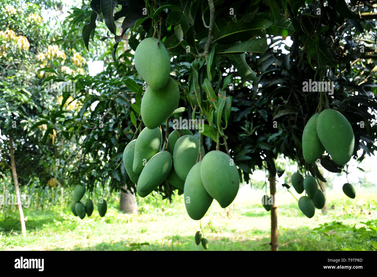 Dhaka, Bangladesh - May 31, 2011: Harvest of mango in Rajshahi ...