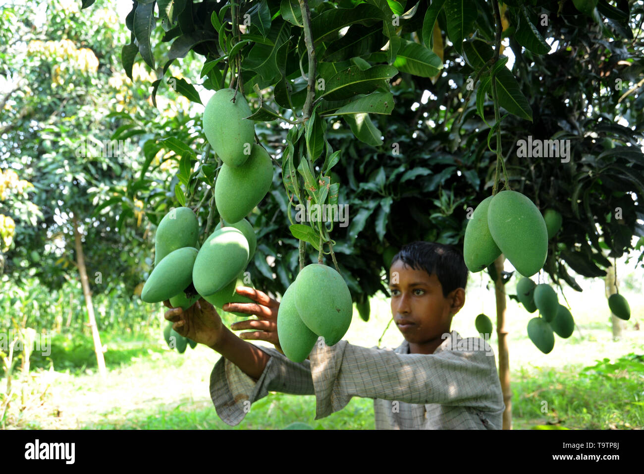 Dhaka, Bangladesh - May 31, 2011: Harvest of mango in Rajshahi ...