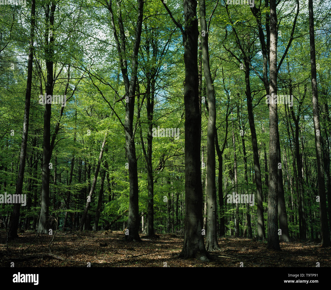 England, Herefordshire, Haugh Wood, Beech trees (Fagus Sylvatica) with ...