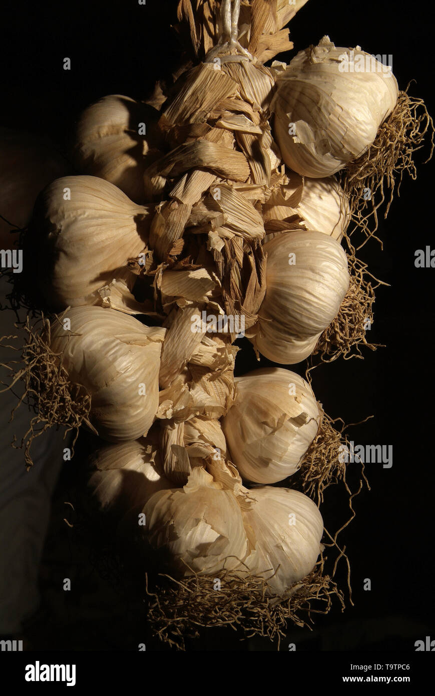 Garlic braid handing from the ceiling, with black background and back ...