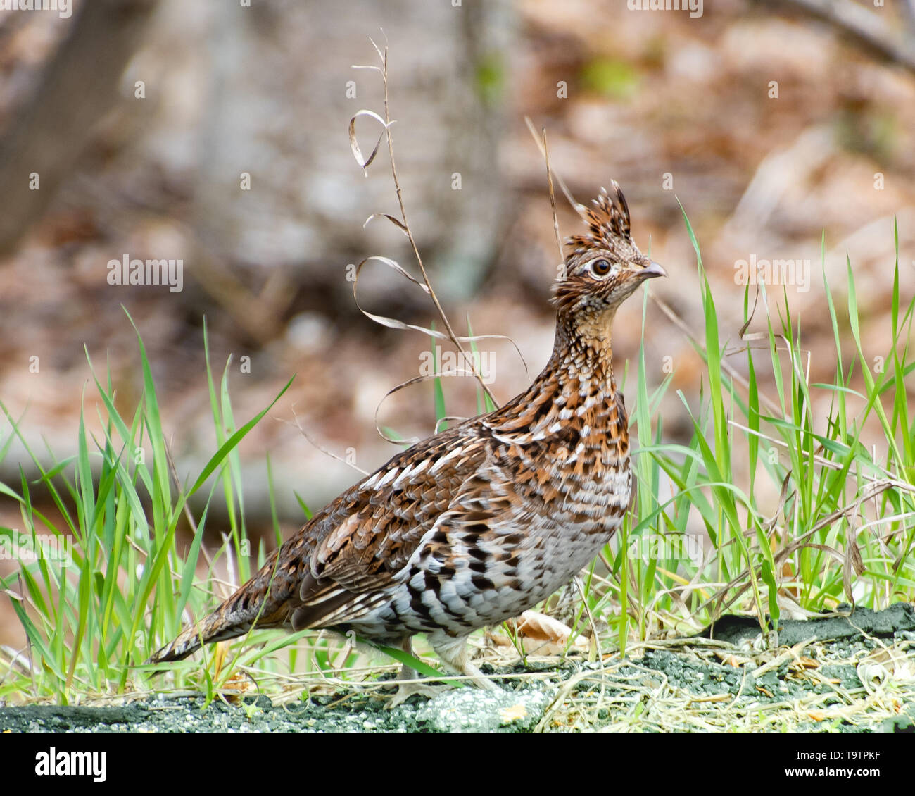 A ruffed grouse, Bonasa umbellus, standing in a patch of grass on the ...