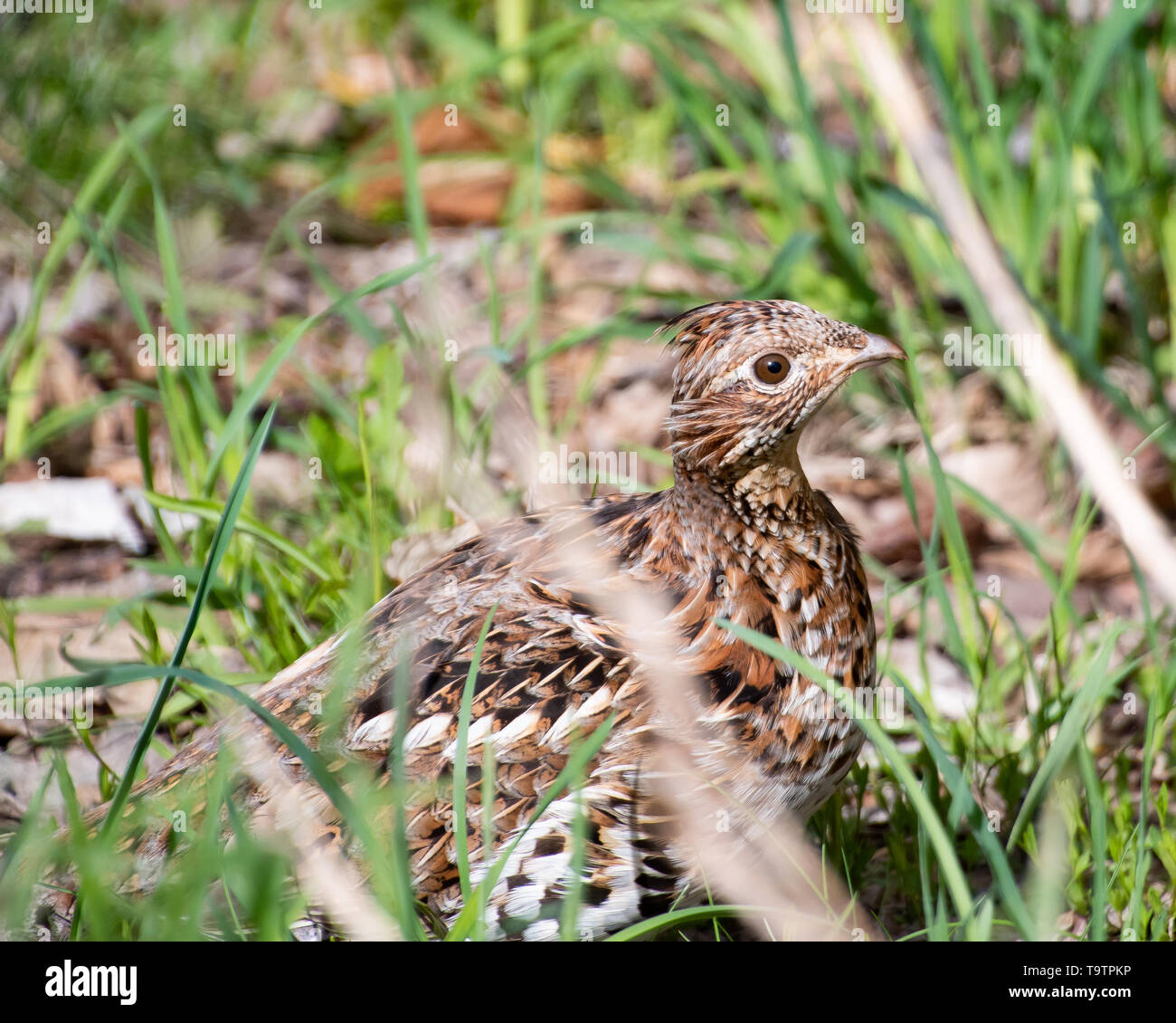 Hunting adirondacks hi-res stock photography and images - Alamy