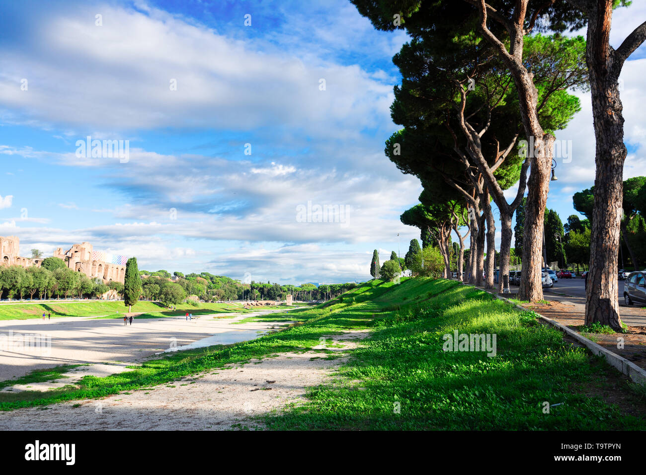 street with pine trees and Circus Maximus - roman famous ruins at sunny ...