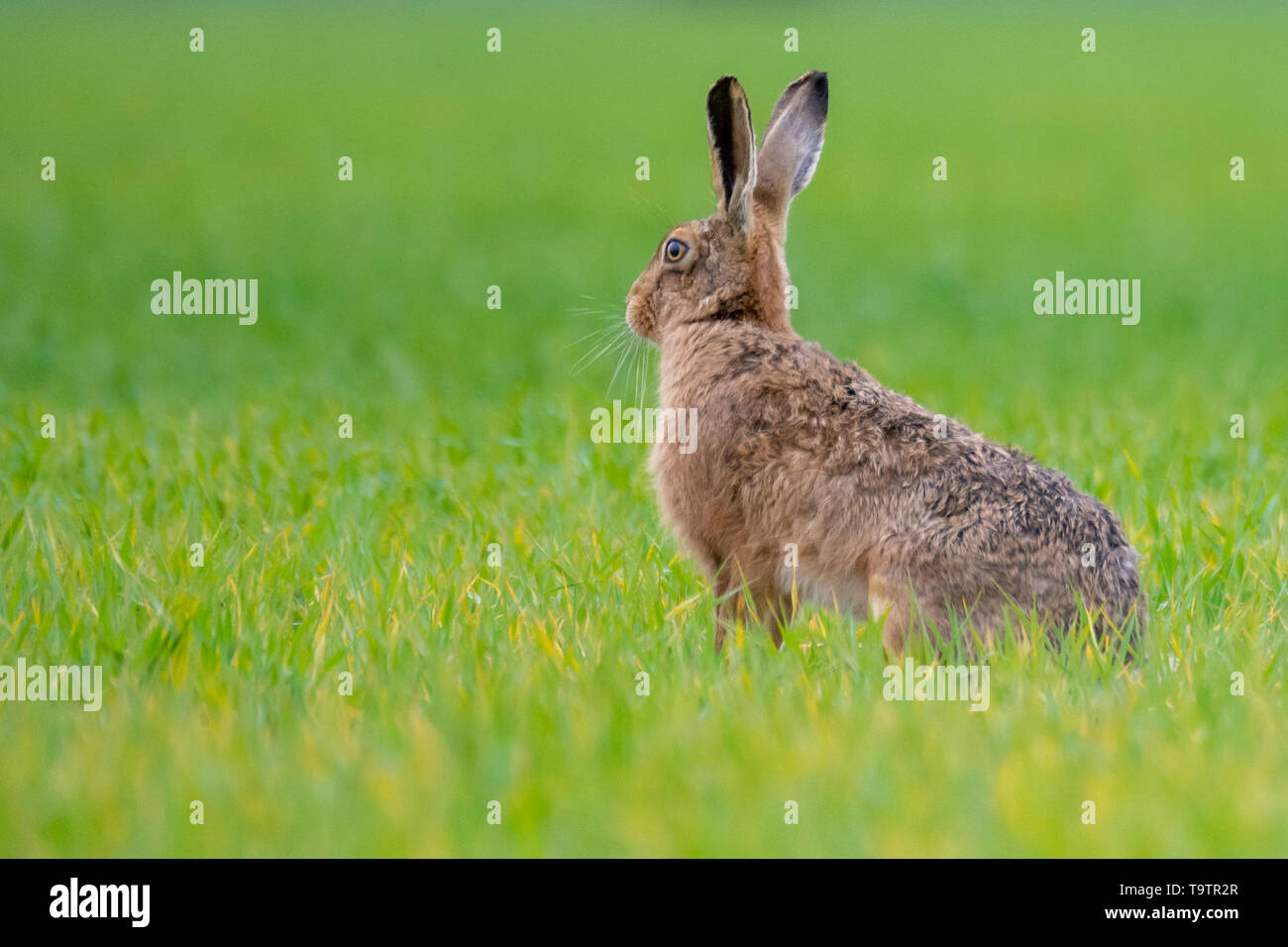 Hares in crop field hi-res stock photography and images - Alamy