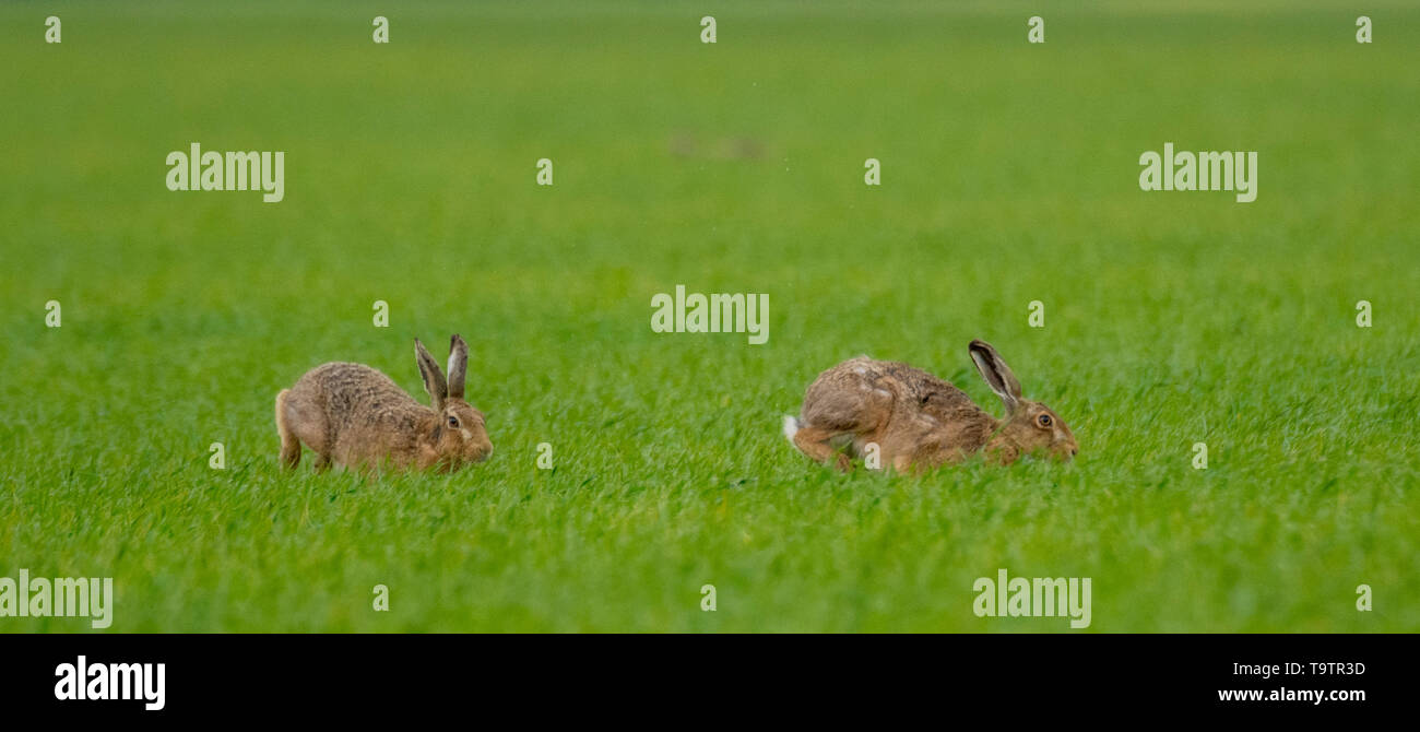 Brown hares (Lepus europaeus) in arable field Stock Photo - Alamy