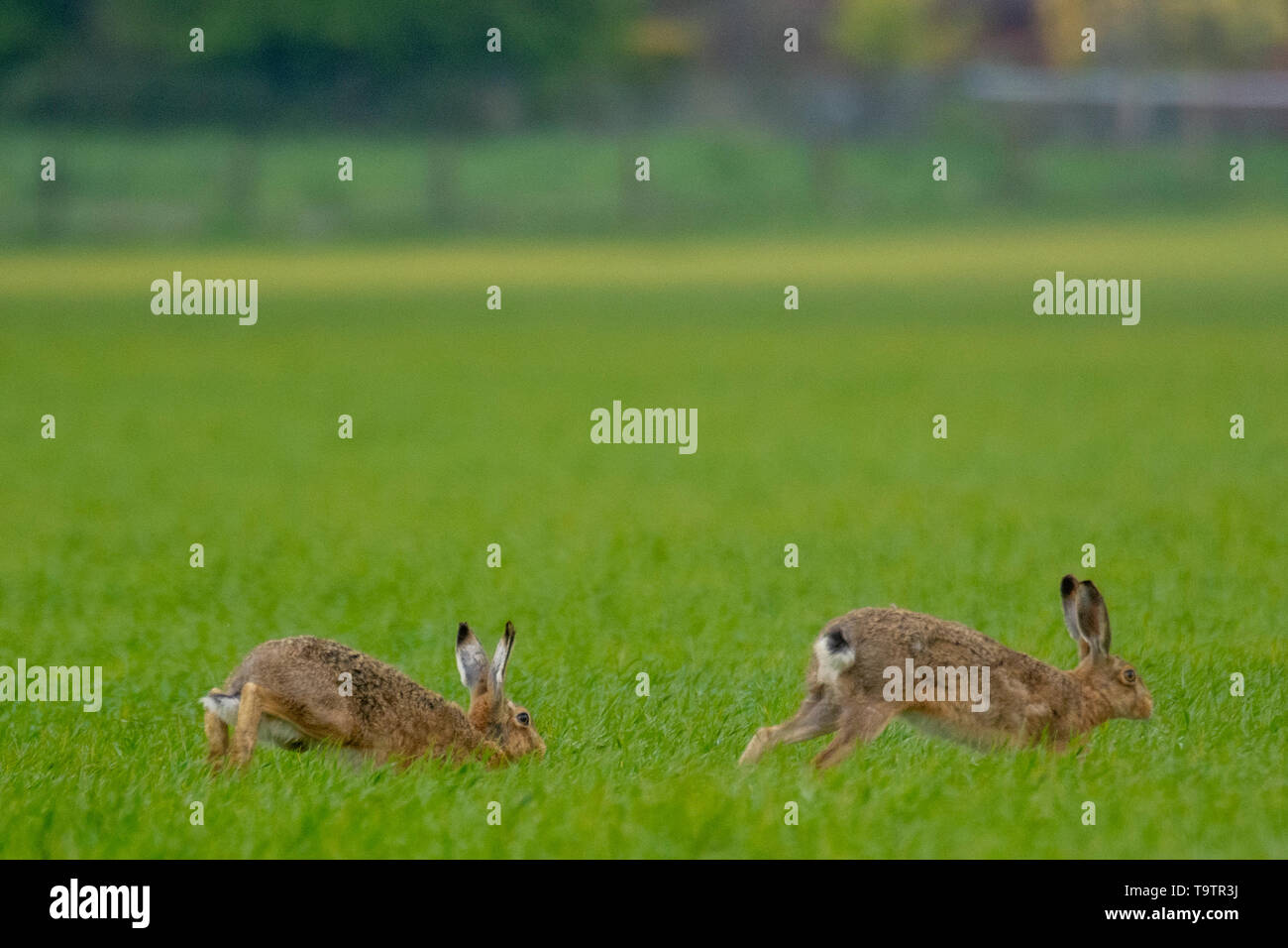 Brown hares (Lepus europaeus) in arable field Stock Photo - Alamy