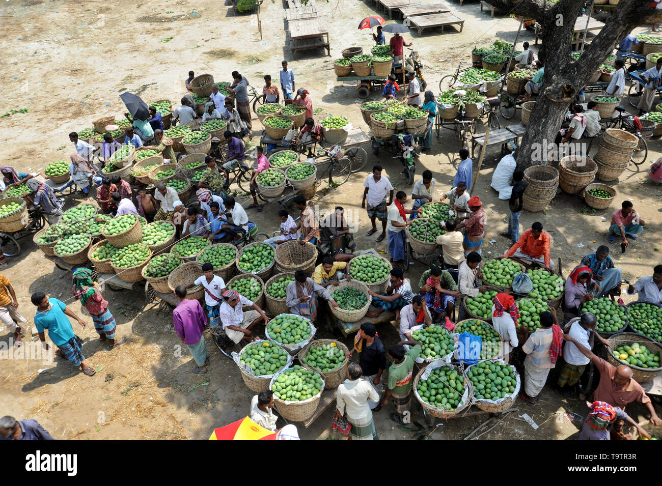 Dhaka, Bangladesh - June 01, 2011: Baneshwar wholesale mango market in ...