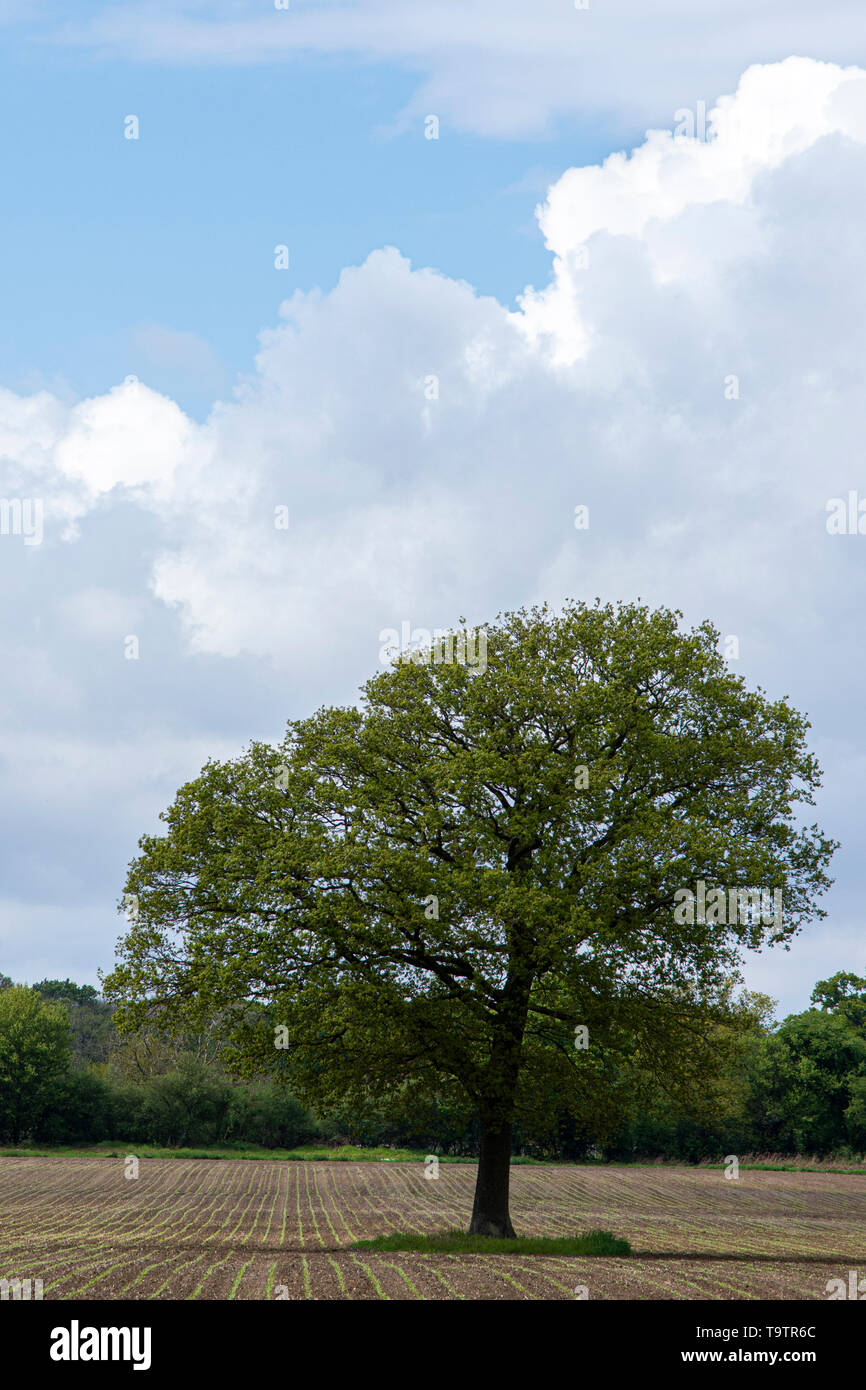 Oak tree (Quercus robur) in arable field Stock Photo - Alamy
