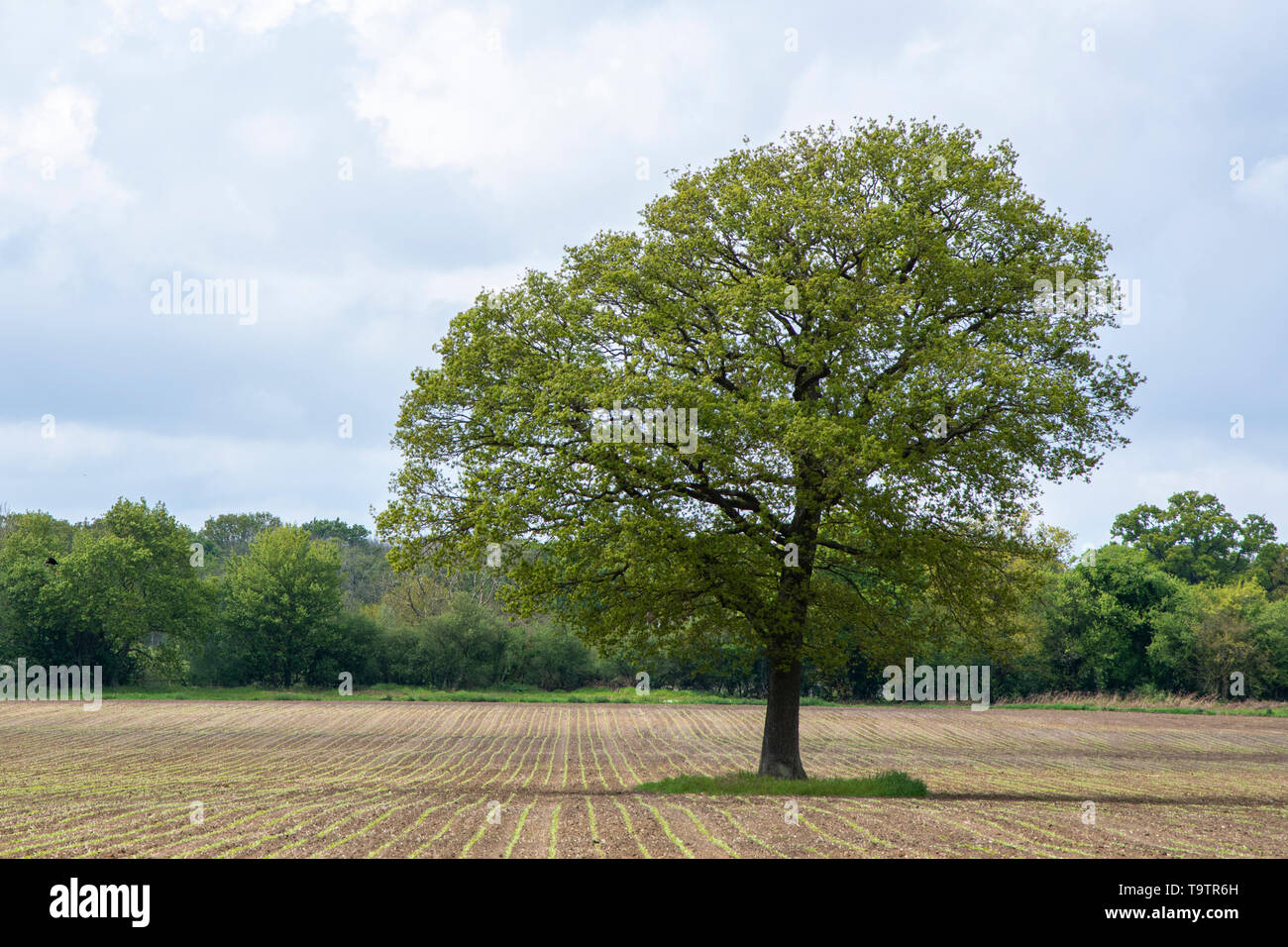 Oak tree (Quercus robur) in arable field Stock Photo - Alamy