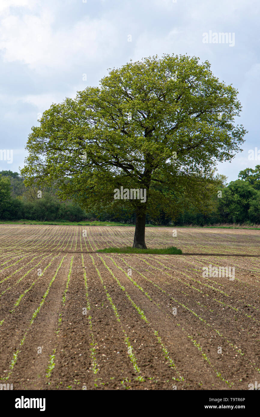 Oak tree (Quercus robur) in arable field Stock Photo - Alamy