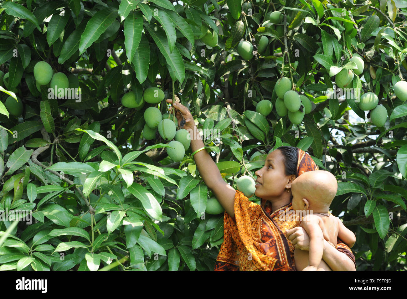 Dhaka, Bangladesh - June 01, 2011: Harvest of mango in Rajshahi ...