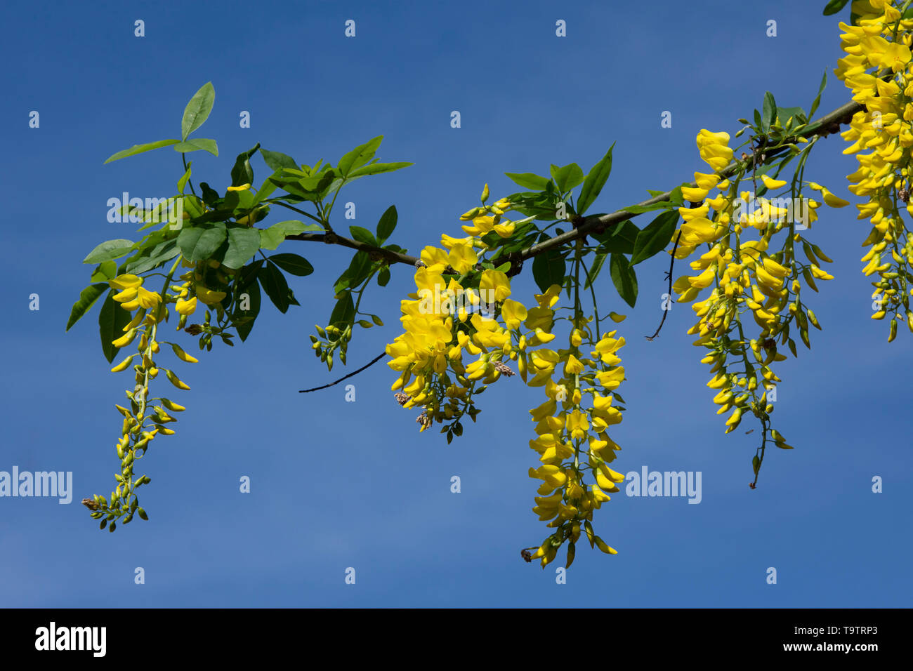 Laburnum sp hi-res stock photography and images - Alamy