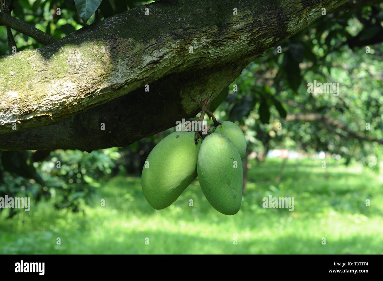Dhaka, Bangladesh - June 01, 2011: Harvest of mango in Rajshahi ...